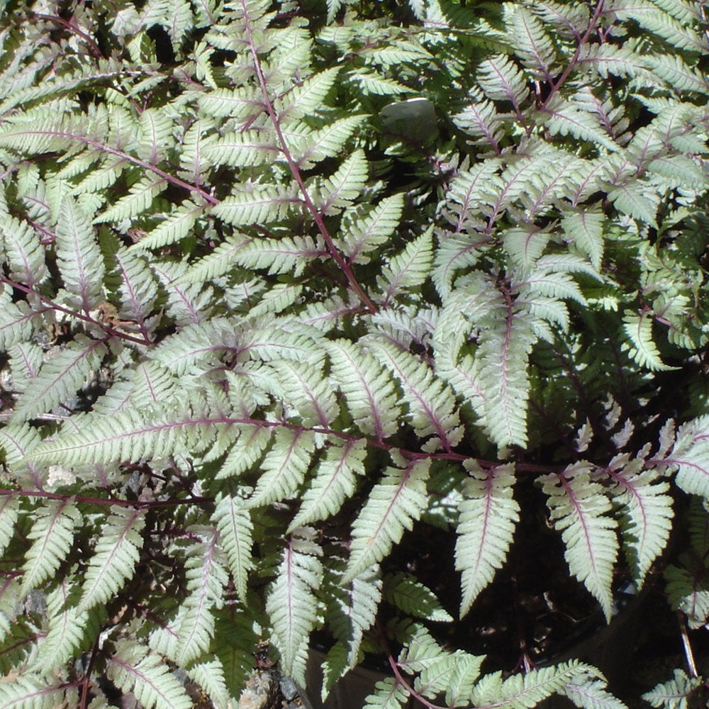 Ferns – Evergreen Nursery, Inc.