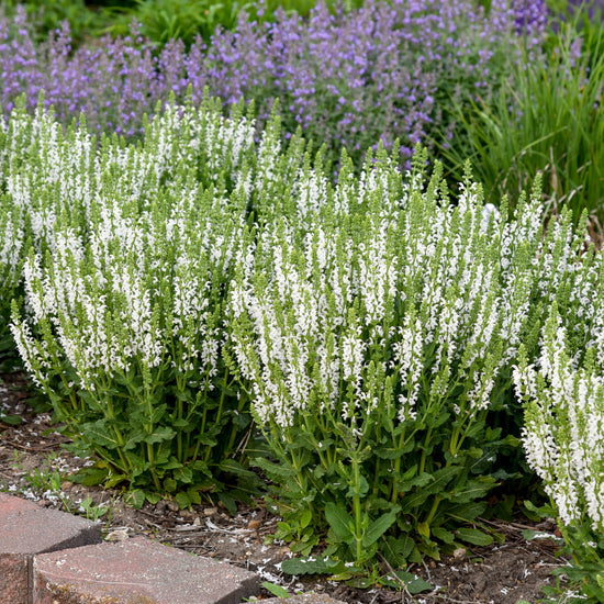 Salvia nemorosa 'White Profusion' PP33652 PW® - #1 – Evergreen Nursery ...