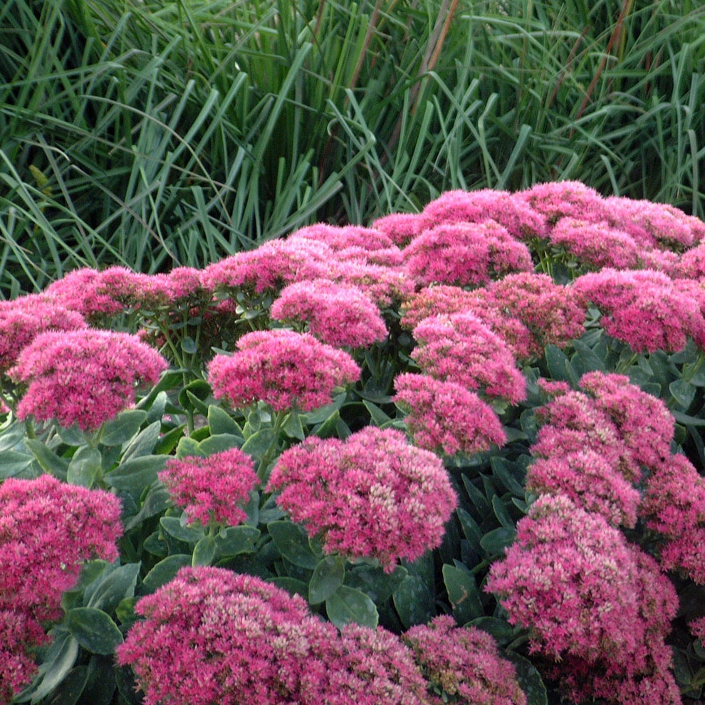 Sedum spectabile 'Neon' - #1 – Evergreen Nursery, Inc.