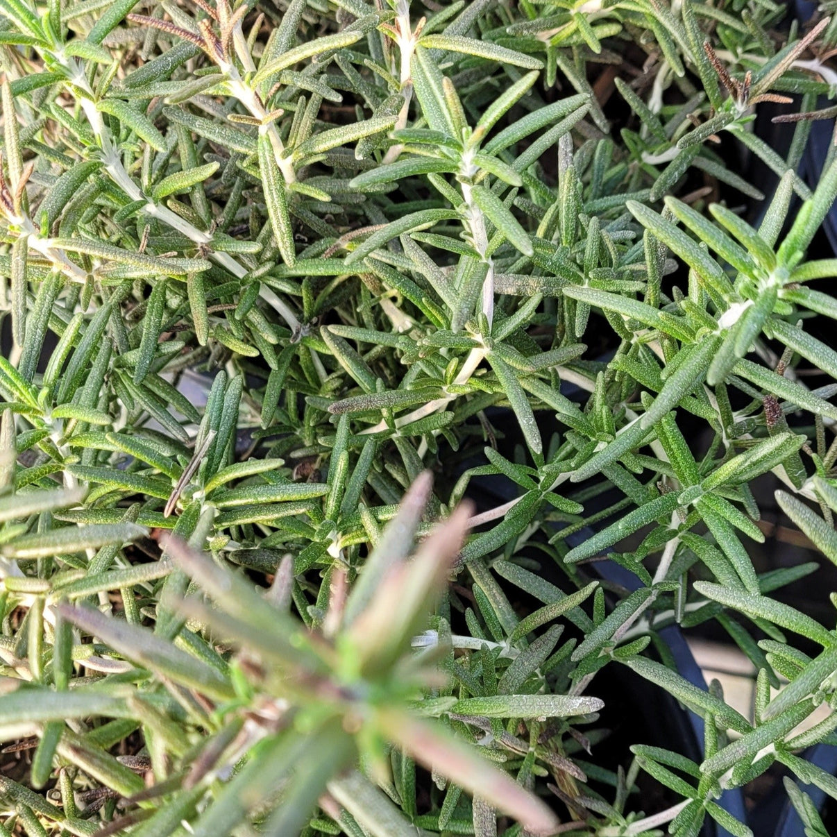 Rosmarinus officinalis 'Prostratus' Trailing Rosemary - #1 – Evergreen ...