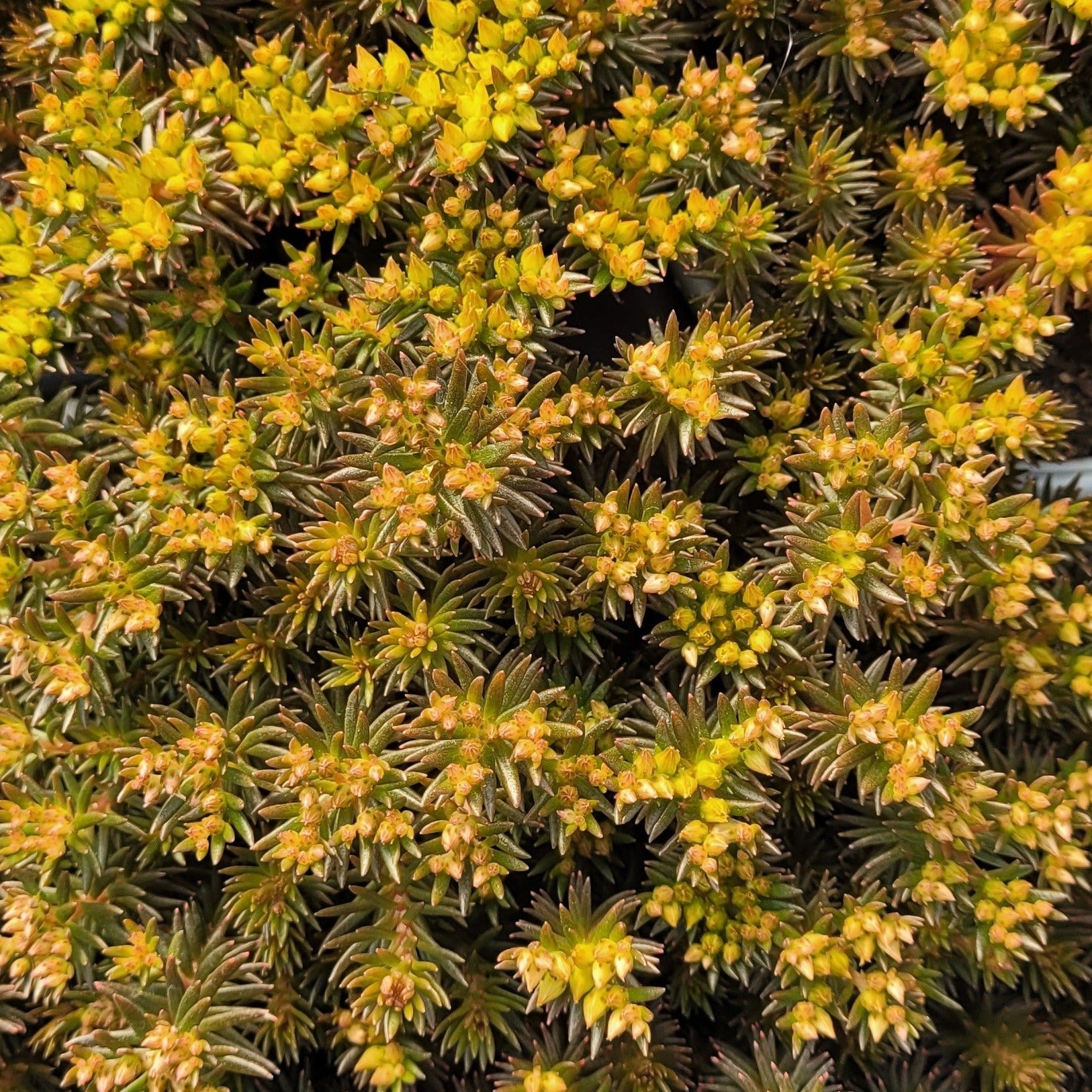 Sedum hakonense 'Chocolate Ball' - 4.5" – Evergreen Nursery, Inc.