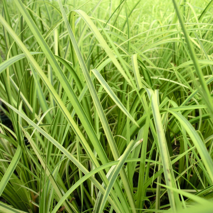 Grasses – Evergreen Nursery, Inc.