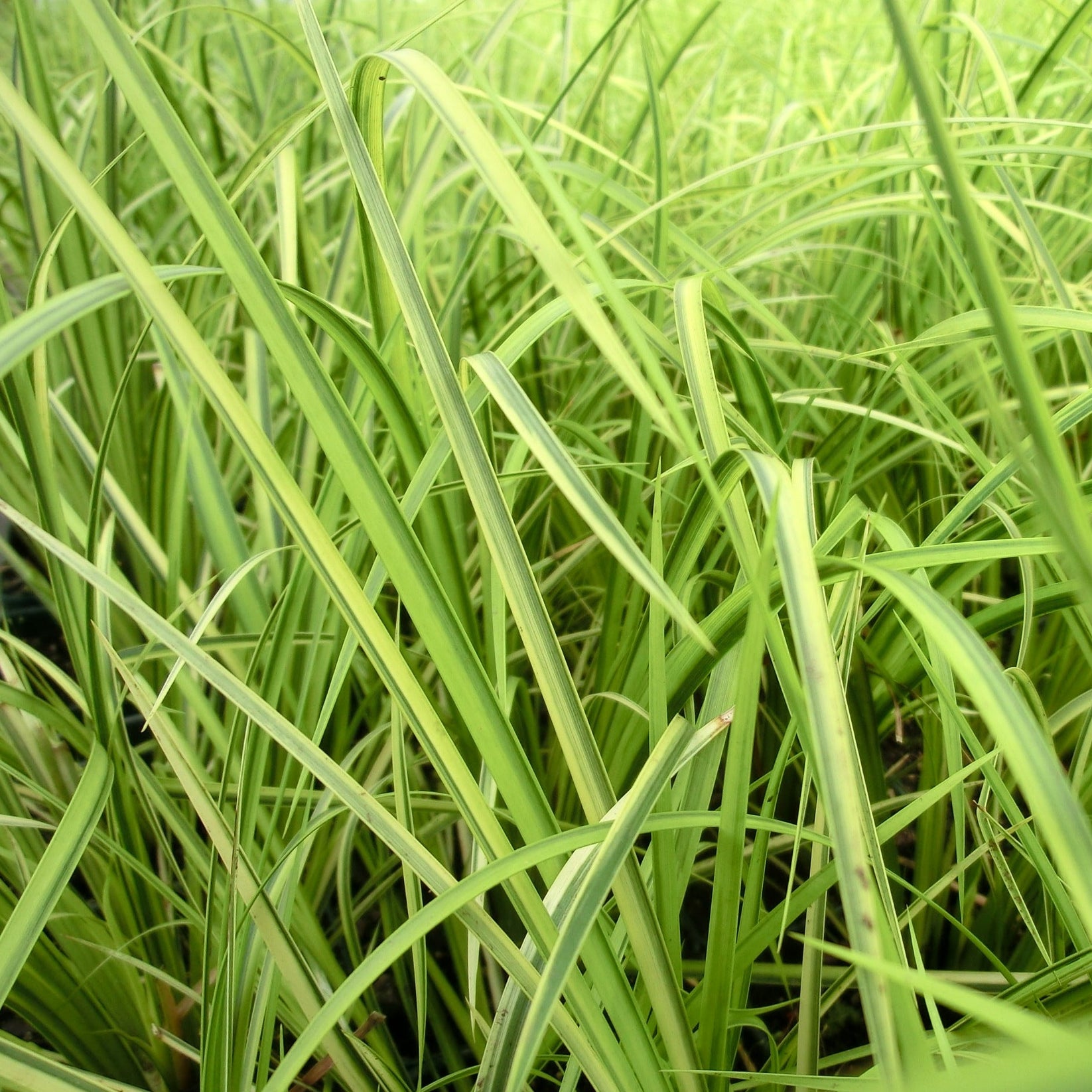 Grass: Acorus gramineus 'Ogon' Sweetflag - Qt. – Evergreen Nursery, Inc.