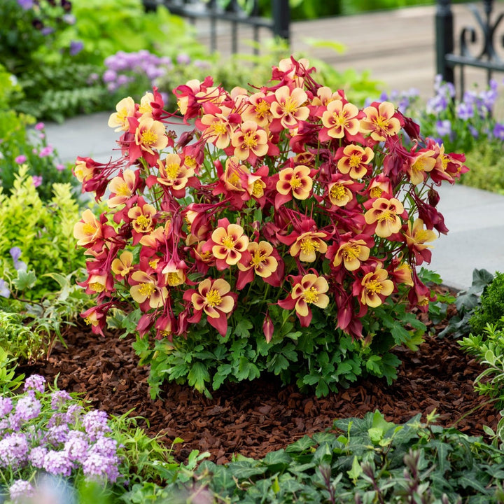 Currently Available – Evergreen Nursery, Inc.