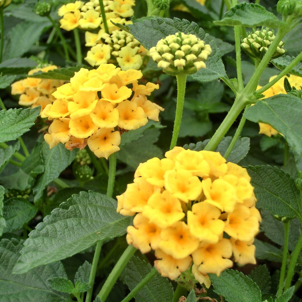 Lantana 'Chapel Hill Yellow' PP19548 - #1 – Evergreen Nursery, Inc.