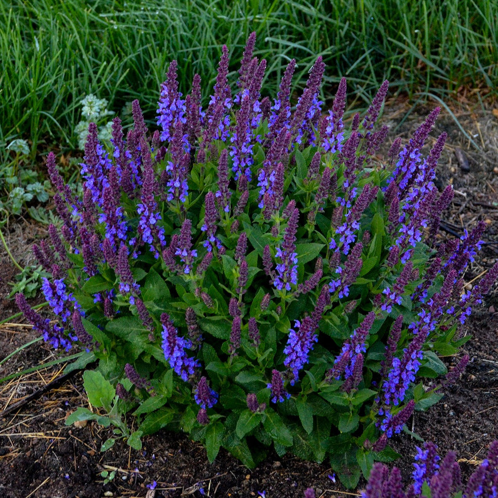 Salvia nemorosa 'Violet Profusion' PP31467 PW® - #1 – Evergreen Nursery ...