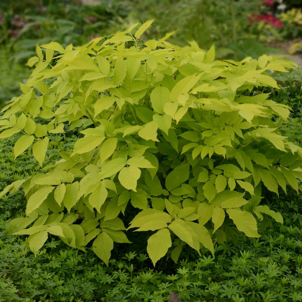 Aralia cordata 'Sun King' - #1 – Evergreen Nursery, Inc.