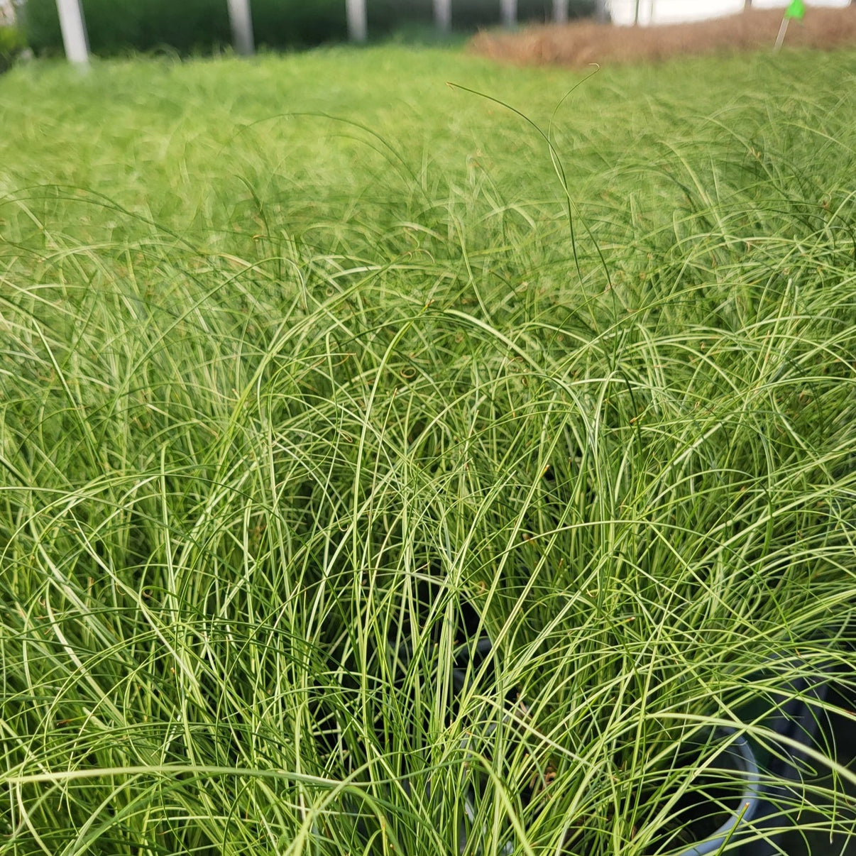 Grass: Carex comans 'Amazon Mist'™ Sedge - Qt. – Evergreen Nursery, Inc.