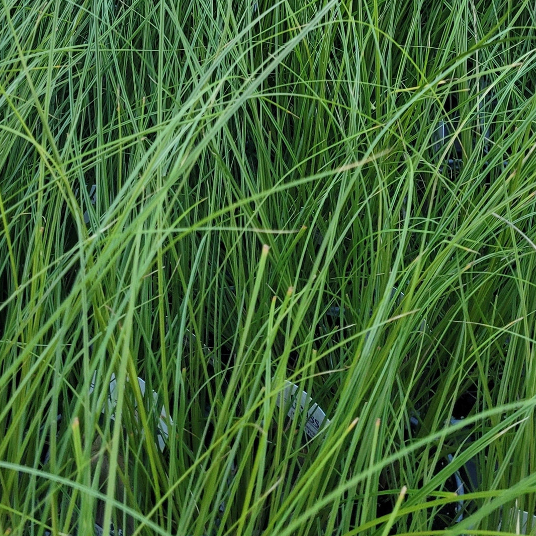 Grasses – Evergreen Nursery, Inc.