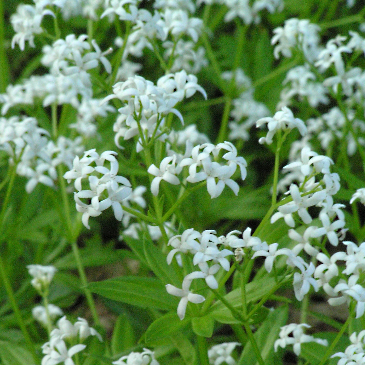 Galium odoratum Sweet Woodruff - Qt. – Evergreen Nursery, Inc.