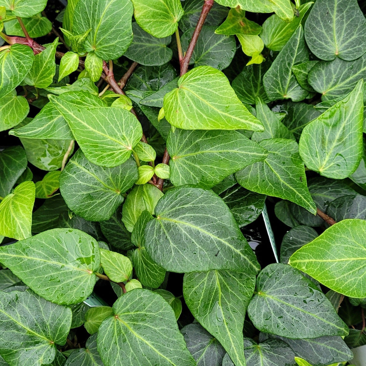 Hedera helix 'Teardrop' - 4"R – Evergreen Nursery, Inc.