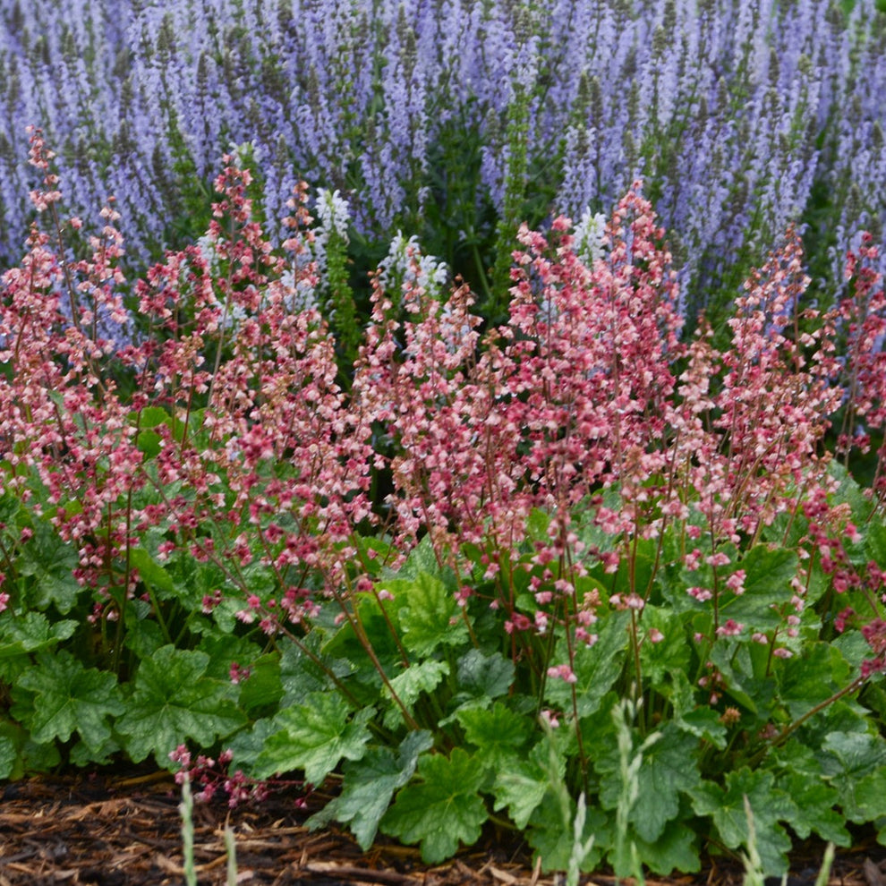 Heuchera 'Berry Timeless' PP26357 Coral Bells - Qt. – Evergreen Nursery ...