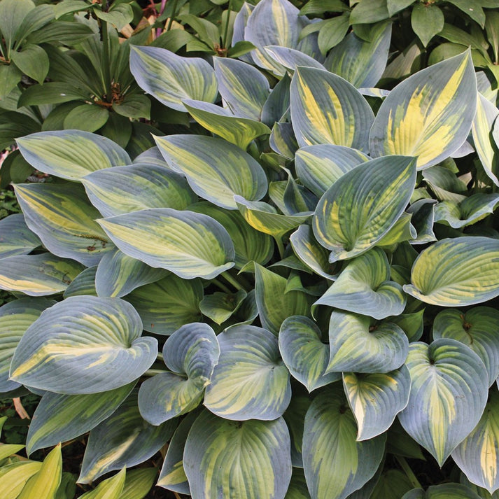 Hosta 'June' - #1 – Evergreen Nursery, Inc.