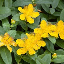 Hypericum calycinum St. Johnswort - 3.5" – Evergreen Nursery, Inc.