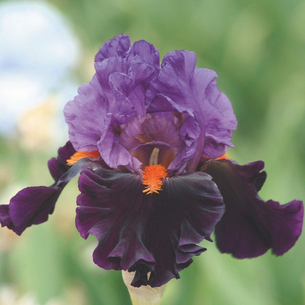 Iris germanica 'Sharp Dressed Man' - #1 – Evergreen Nursery, Inc.