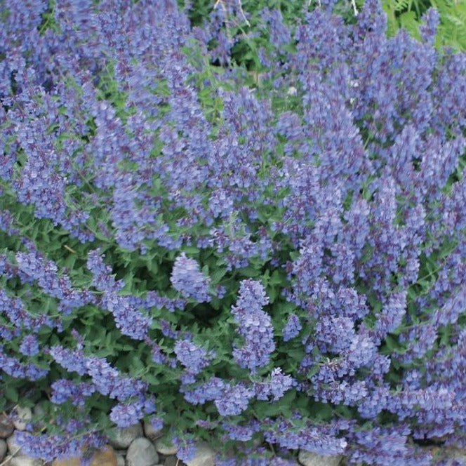 Nepeta racemosa 'Walker's Low' Catmint - #1 – Evergreen Nursery, Inc.
