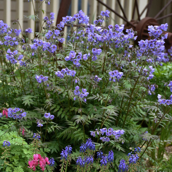 Polemonium 'Heaven Scent' PP20214 PW® Jacob's Ladder - #1 – Evergreen Nursery, Inc.