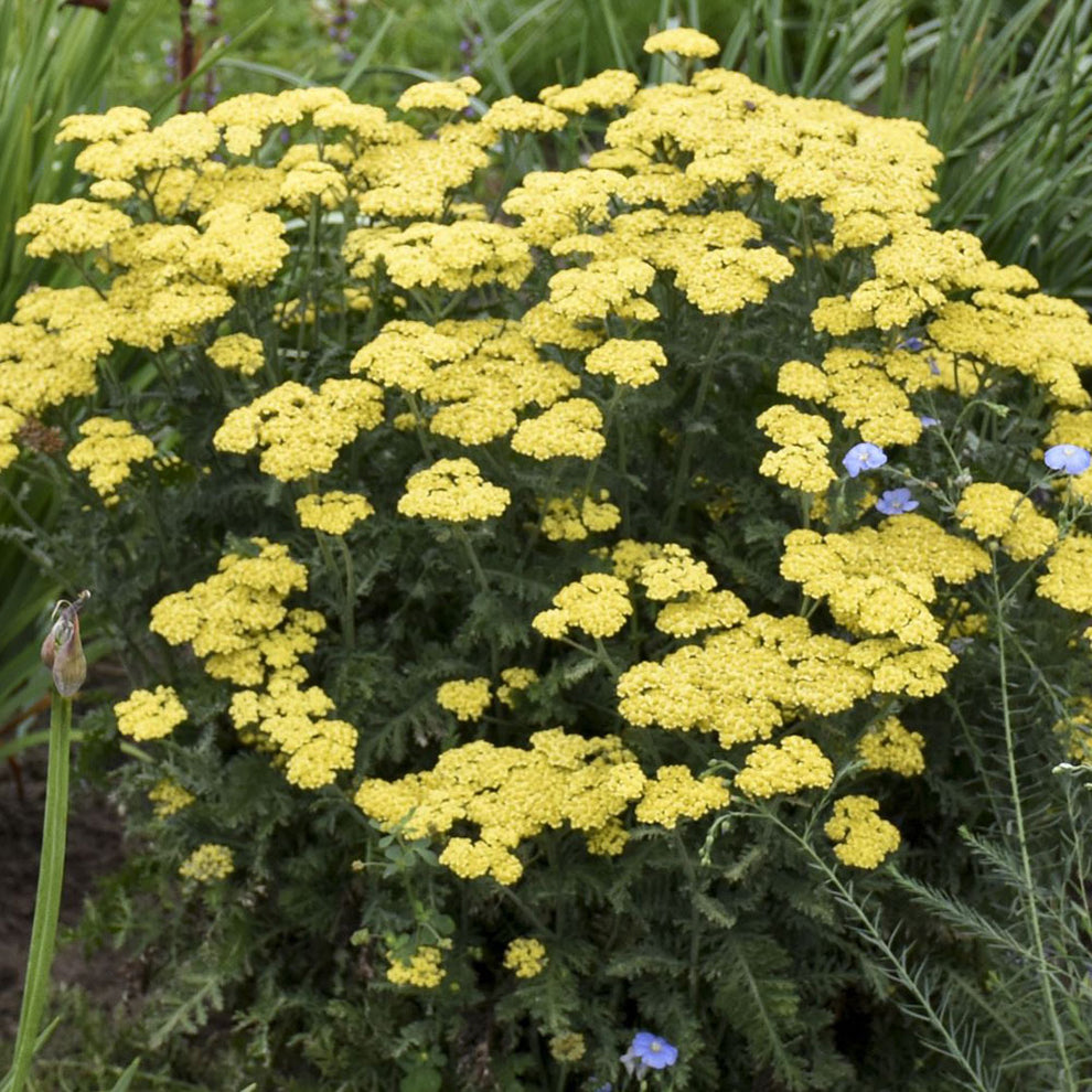 Achillea Firefly Collection 'Firefly Sunshine' Yarrow - #1 – Evergreen ...