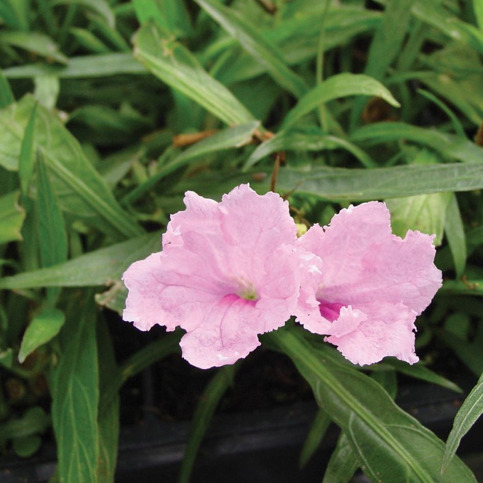 Ruellia brittoniana 'Katie Pink' - Qt. – Evergreen Nursery, Inc.