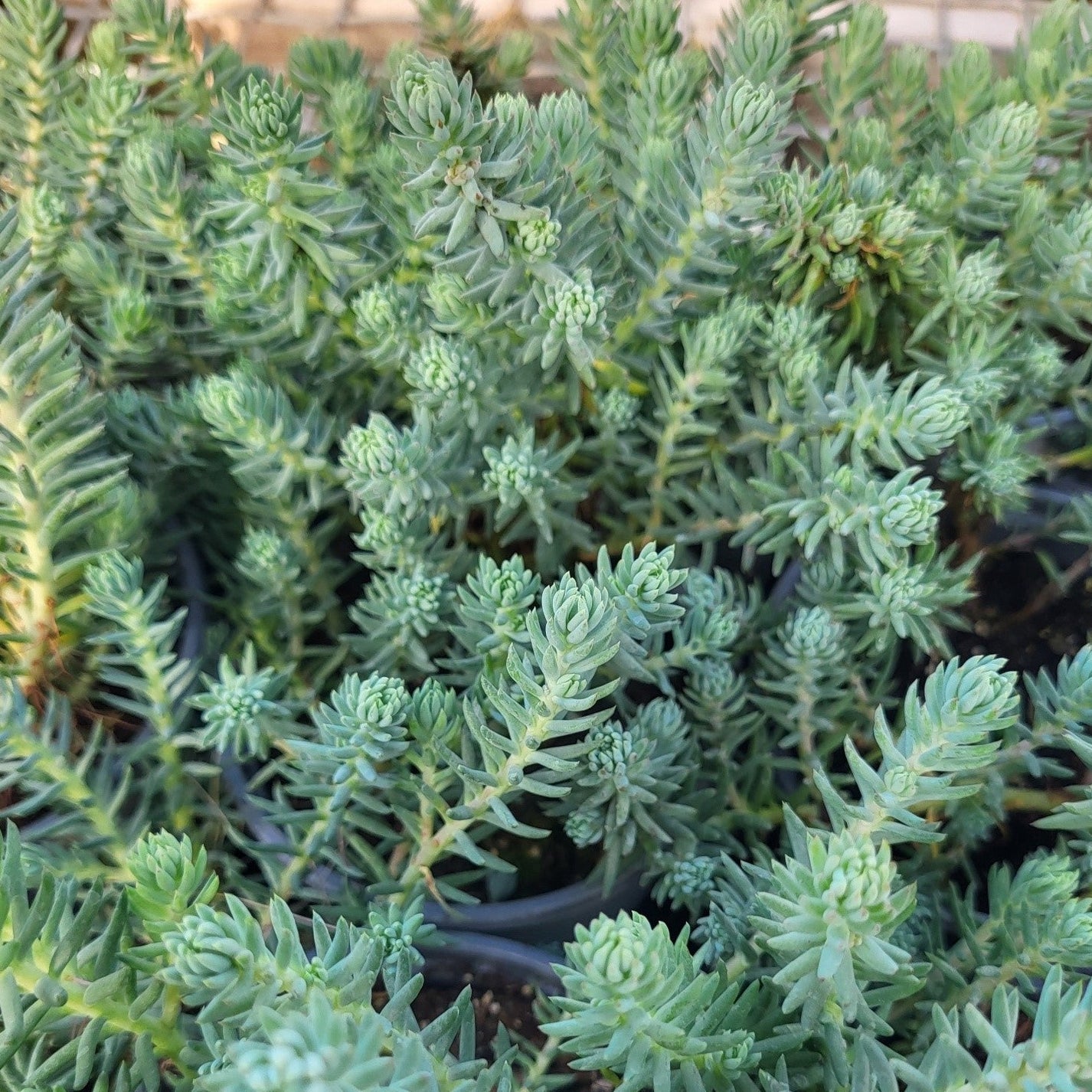 Sedum rupestre 'Blue Spruce' - 4.5" – Evergreen Nursery, Inc.