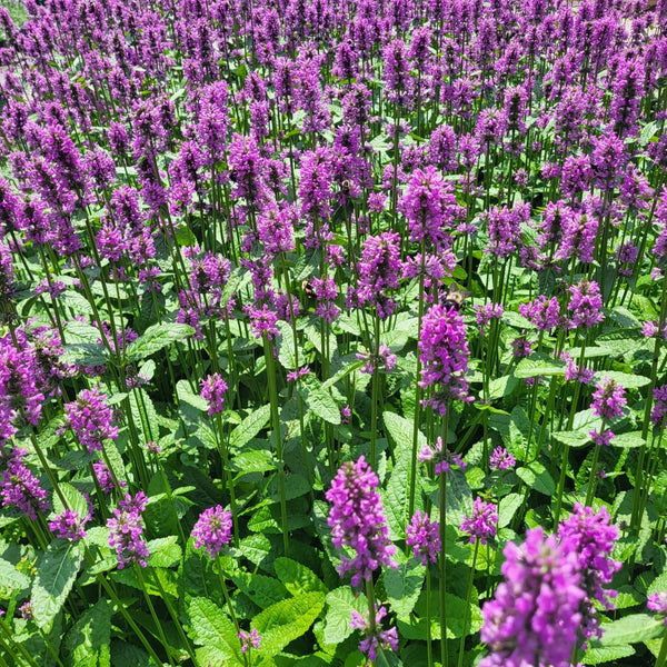 Stachys monieri 'Hummelo' - #1 – Evergreen Nursery, Inc.